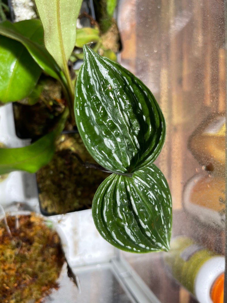 Monophyllorchis Maculata Jewel Orchid Rare Exquisite Foliage - Etsy