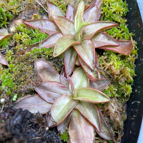 Pinguicula - Etsy