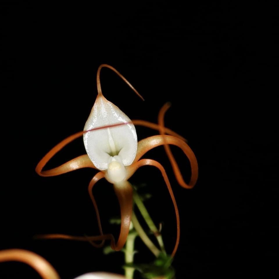 Angraecum Arachnites Miniature Terrarium Orchid Plant - Etsy