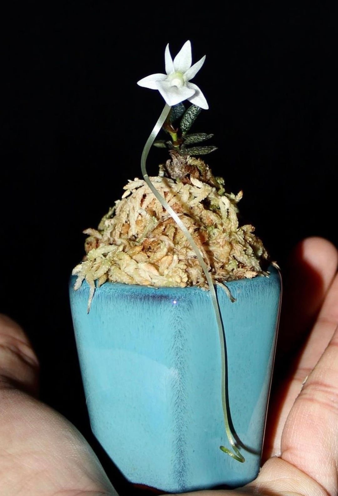 Angraecum Urschianum Rare African Miniature Orchid Angraecoid Aerangis ...