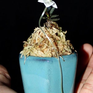 Angraecum Urschianum Rare African Miniature Orchid Angraecoid Aerangis ...