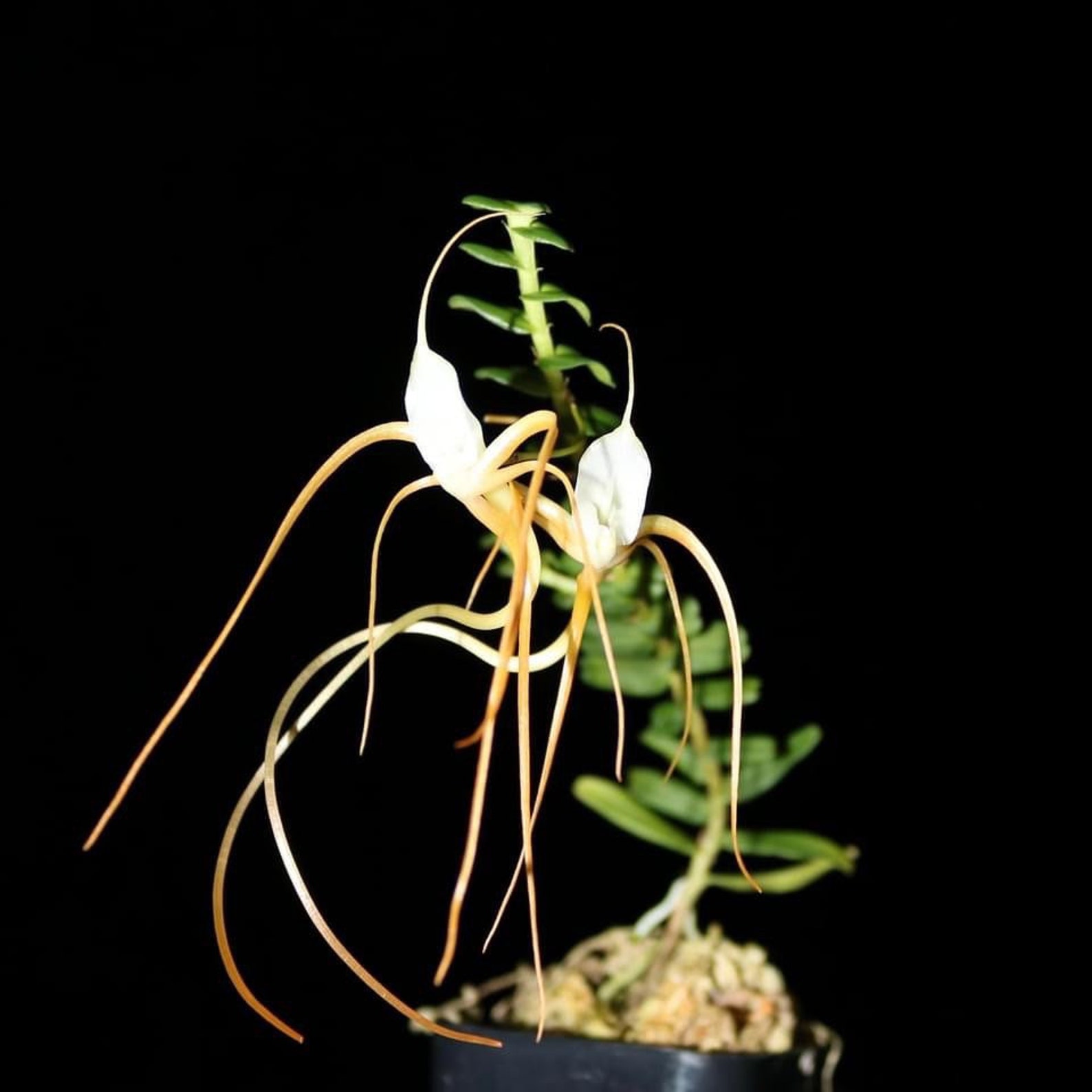 Angraecum Arachnites Miniature Terrarium Orchid Plant - Etsy