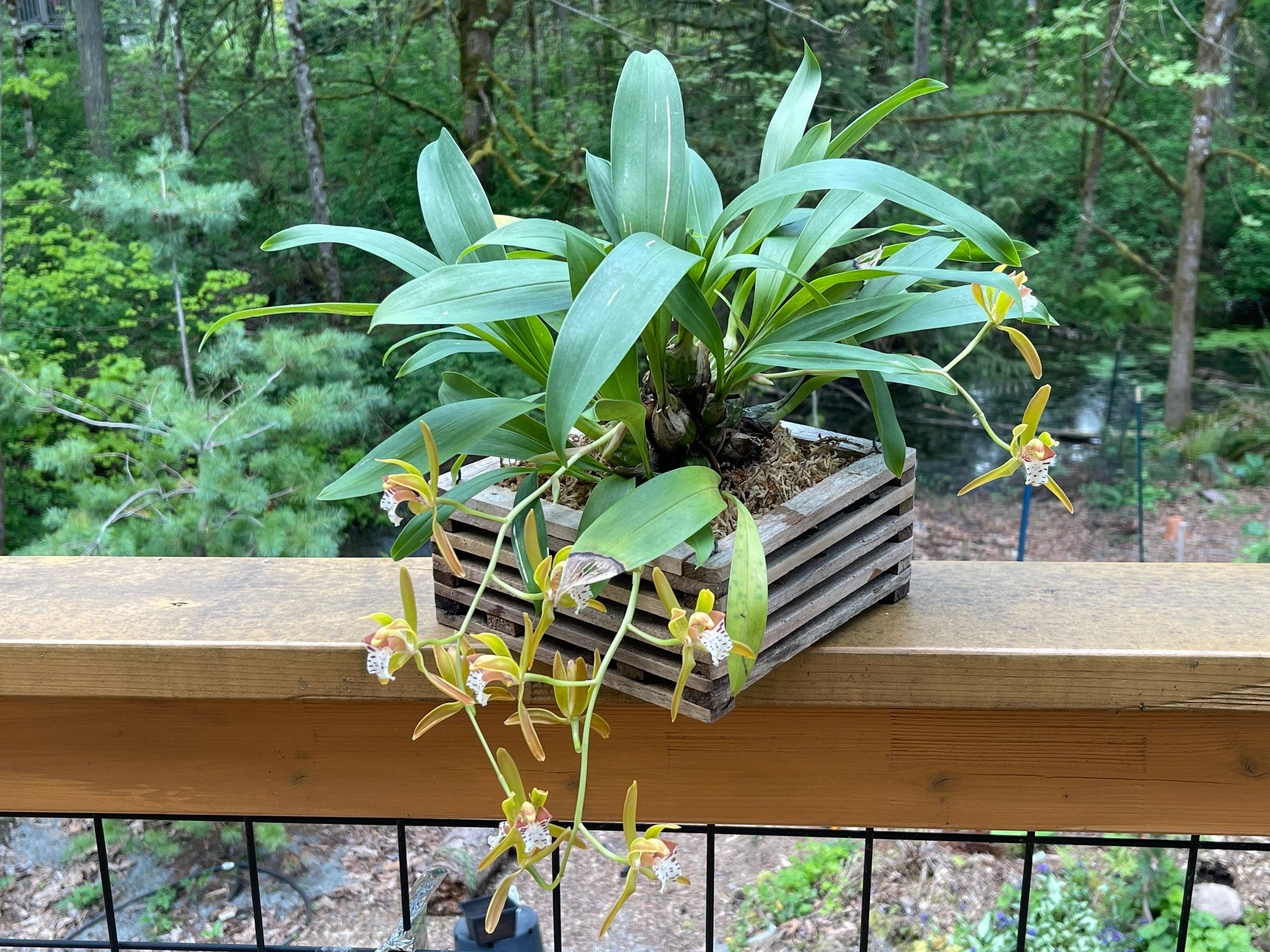 Cymbidium Tigrinum Miniature Orchid Specimen Sweetly Fragrant Amazing ...