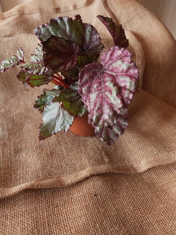 Mini Begonia With Pretty Foliage Micro Plants Shade Plants - Etsy