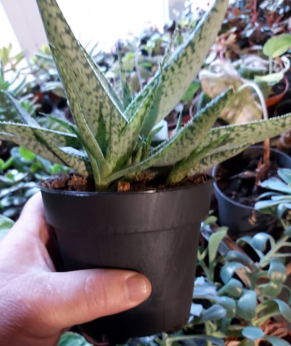 Aloe Lotus Silver