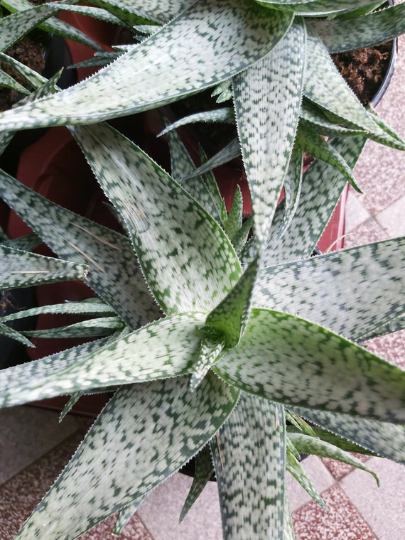 Aloe Lotus Silver