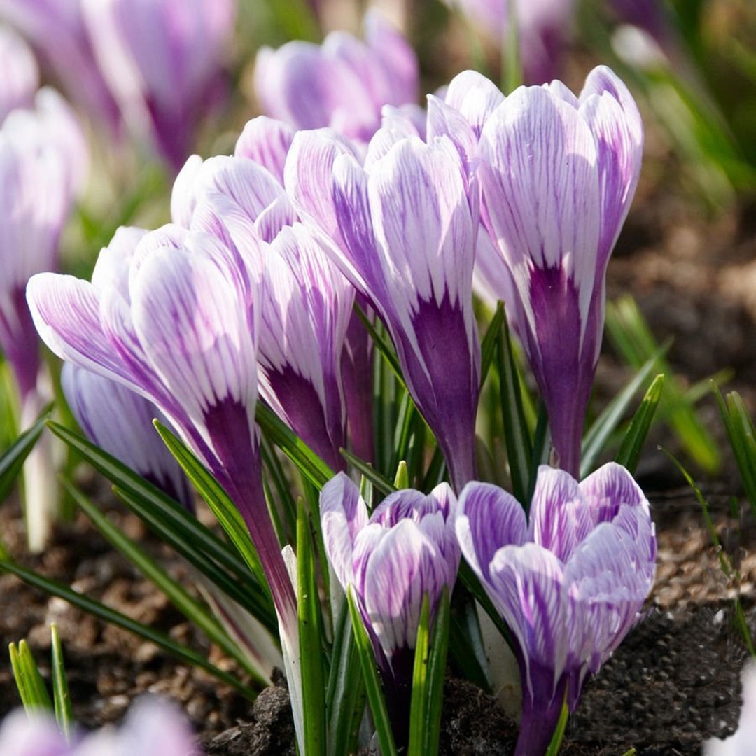 4 Bulbs: Crocus Grandiflora 'king of the Striped' Ornamental Bulb ...