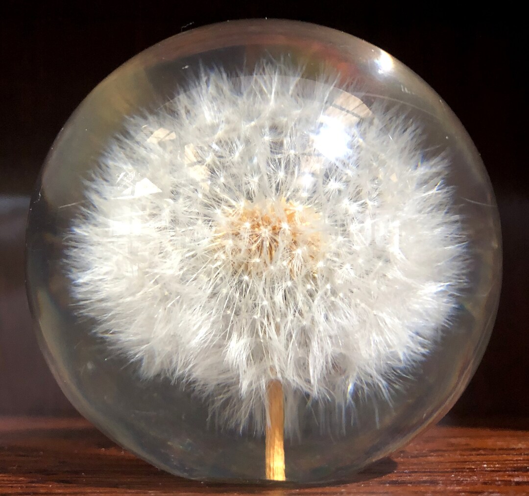 Wonderful Resin Encased Dandelion Clock Paperweight Hafod Grange Wales ...