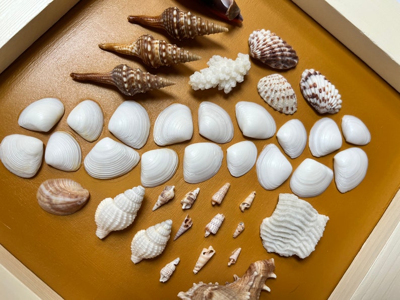 10X10 Ochre Yellow Seashell Framed Wall Art, Nautical Artwork, Beach ...