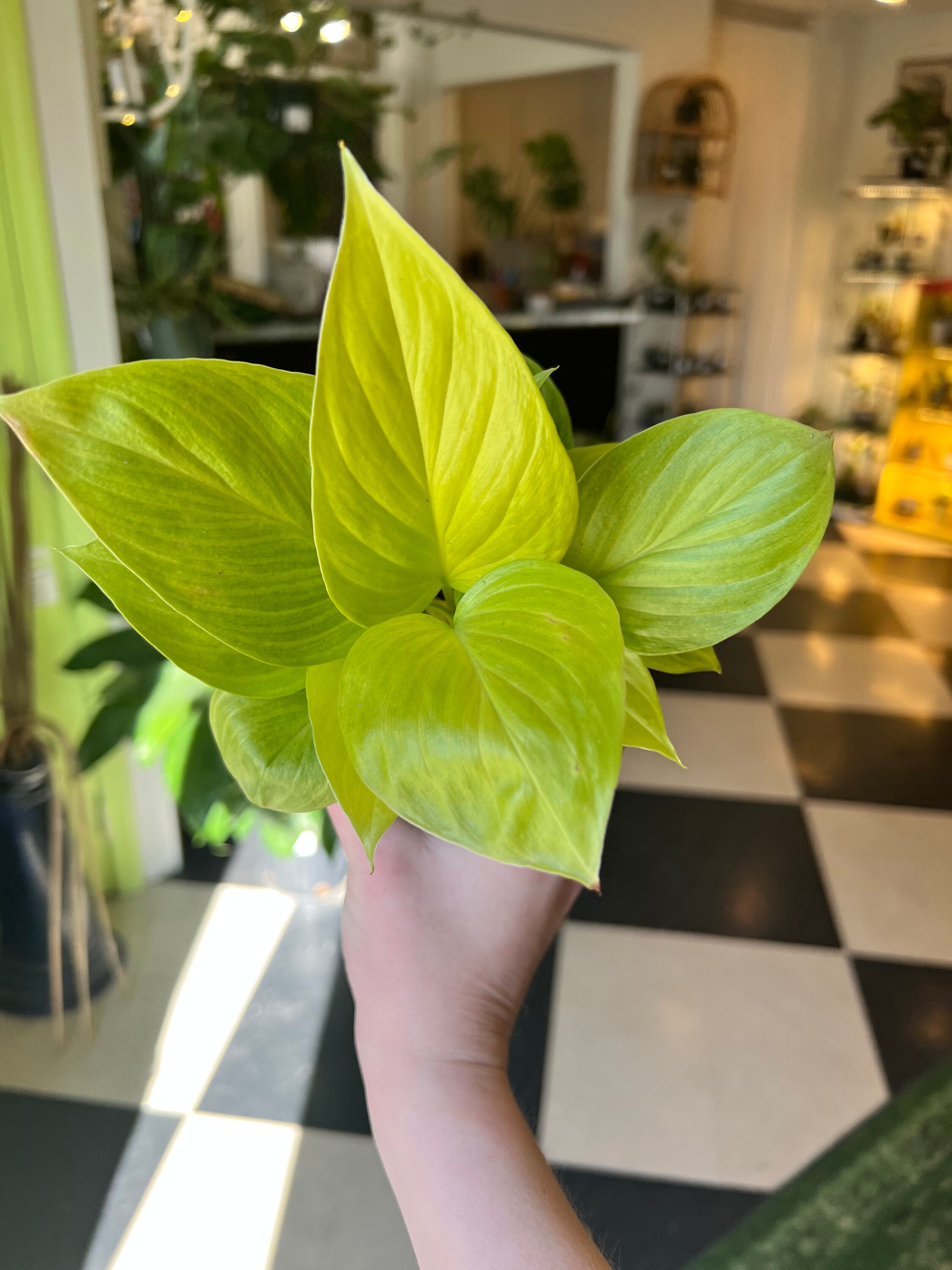 Gardening & Plants Home & Hobby Floral & Garden Crafts Homalomena ...