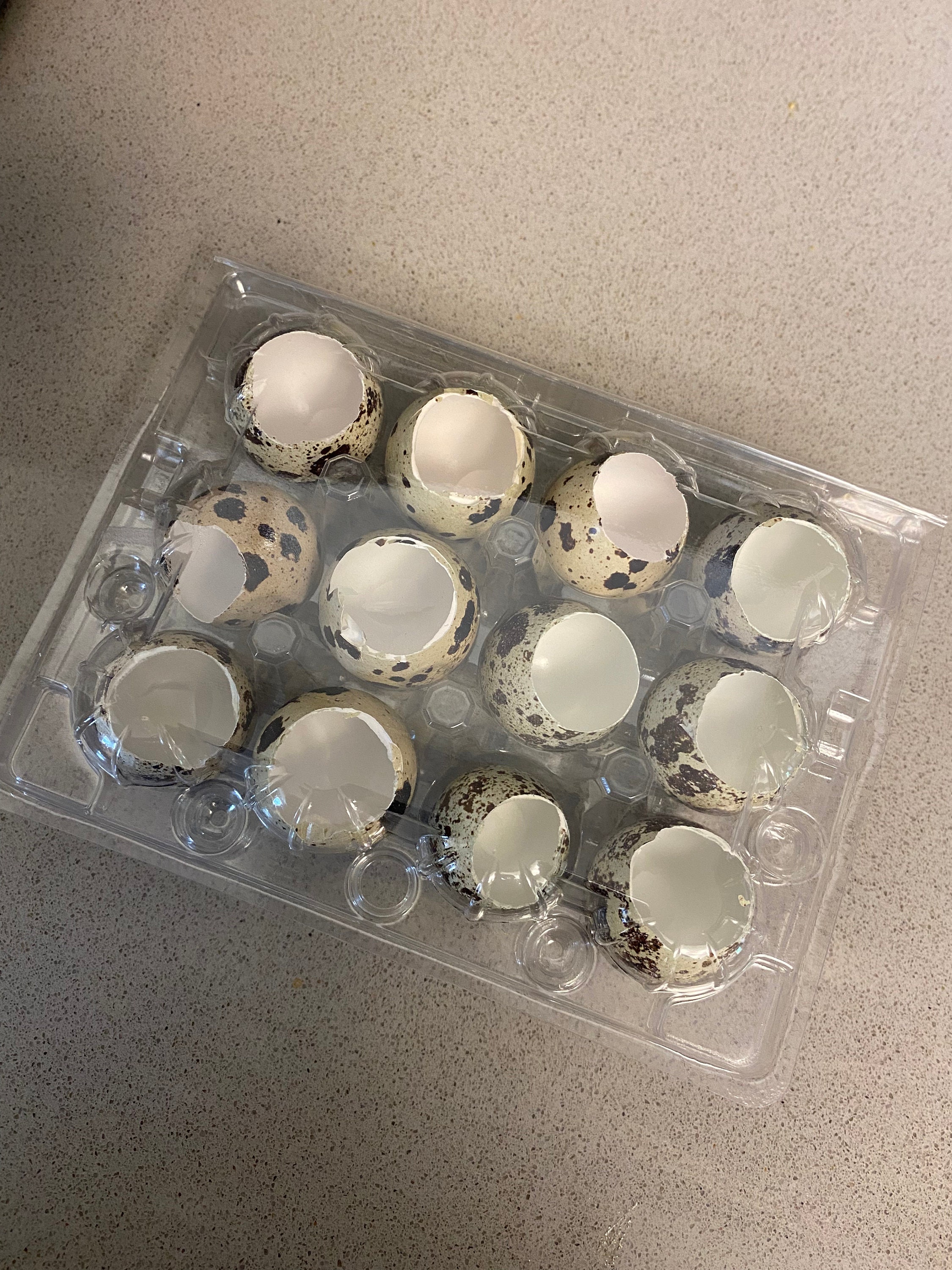 Quail Egg Shells for Crafts cut Top - Etsy UK