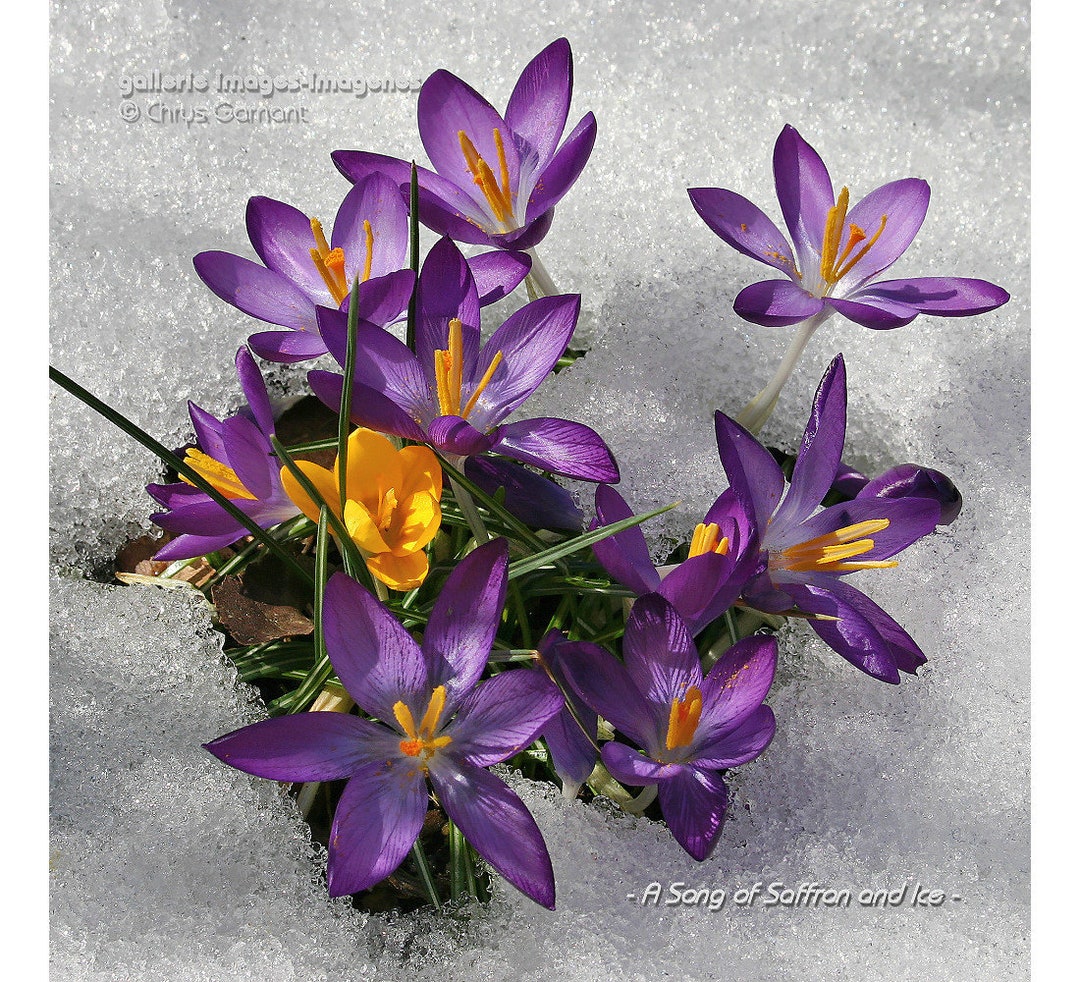 A Song of Saffron and Ice - Etsy