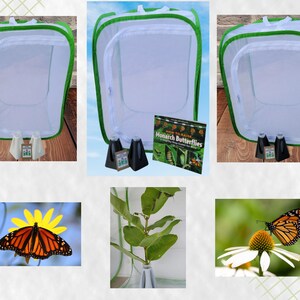 Monarch Butterfly Raising Kit- Butterfly Raising Kit, Milkweed Floral ...