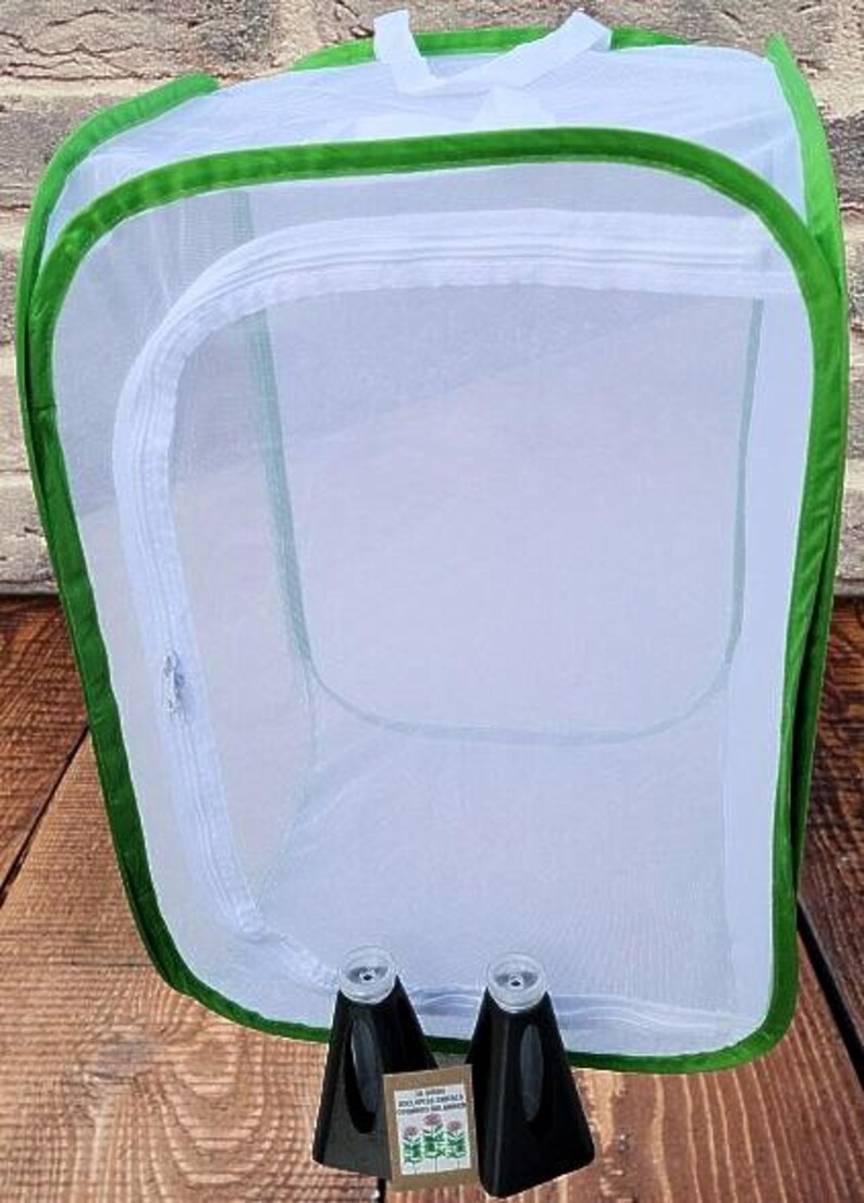 Monarch Butterfly Raising Kit- Butterfly Raising Kit, Milkweed Floral ...
