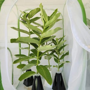 Monarch Butterfly Raising Kit With Habitat Cage, Milkweed Seeds ...