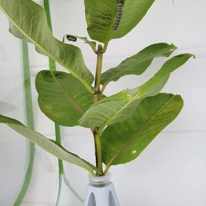 Monarch Butterfly Raising Kit With Habitat Cage, Milkweed Seeds ...
