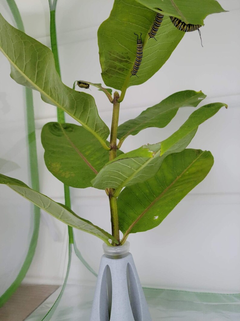 Monarch Butterfly Raising Kit Butterfly Raising Kit Milkweed - Etsy