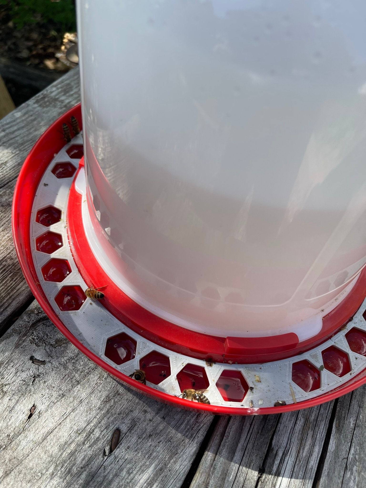 Bee Waterer Ring-designed to Fit Inside the "flock Party 5 Qt. Poultry ...