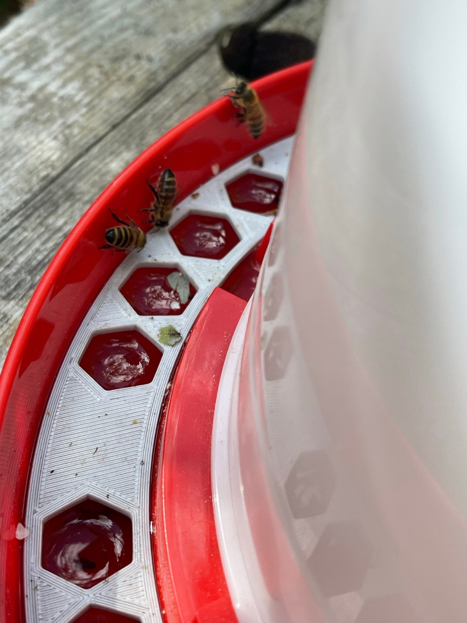 Bee Waterer Ring-designed to Fit Inside the "flock Party 5 Qt. Poultry ...