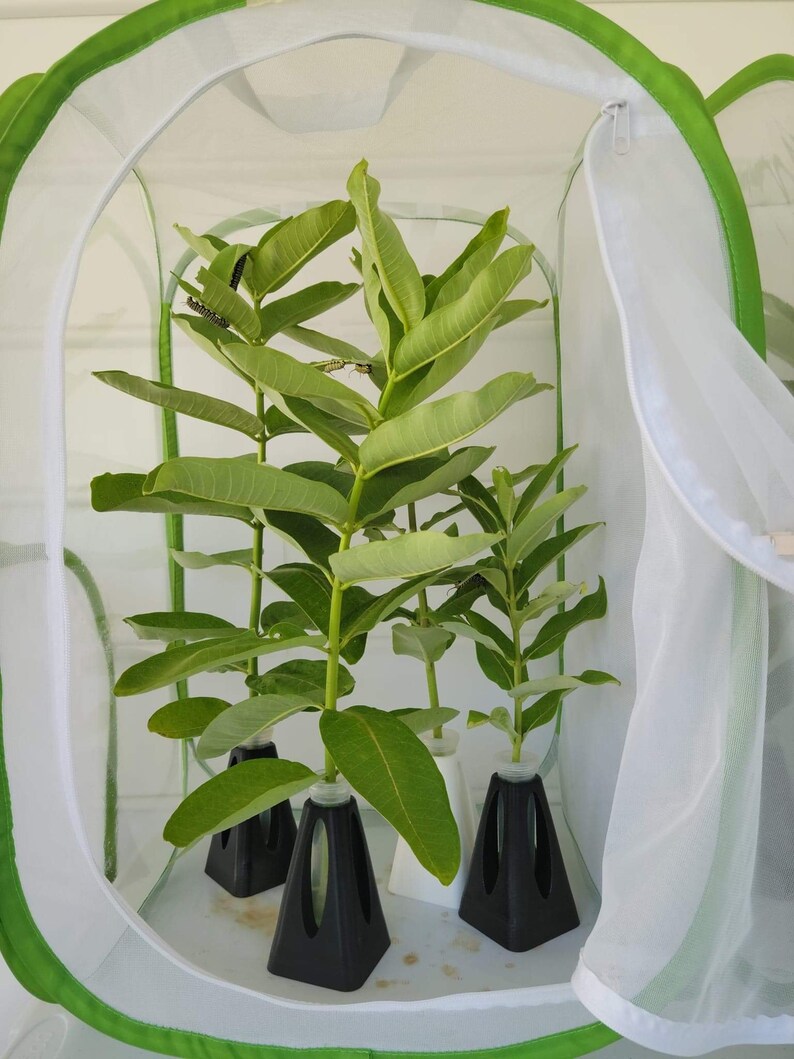 Monarch Butterfly Raising Kit Butterfly Raising Kit Milkweed - Etsy