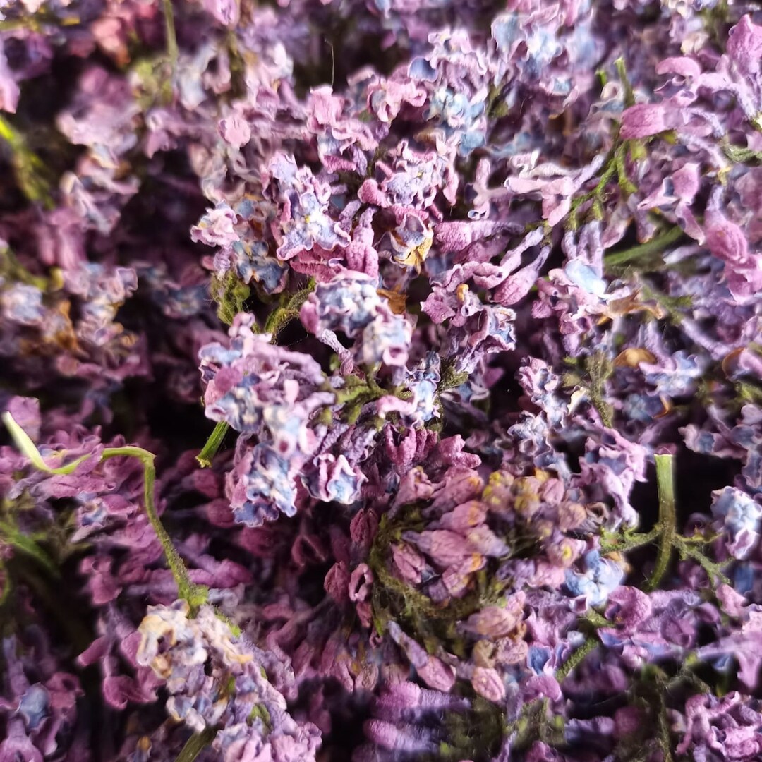 Dried Lilac Flowers - Syringa Vulgaris - Hand Picked - LIMITED QUANTITY ...
