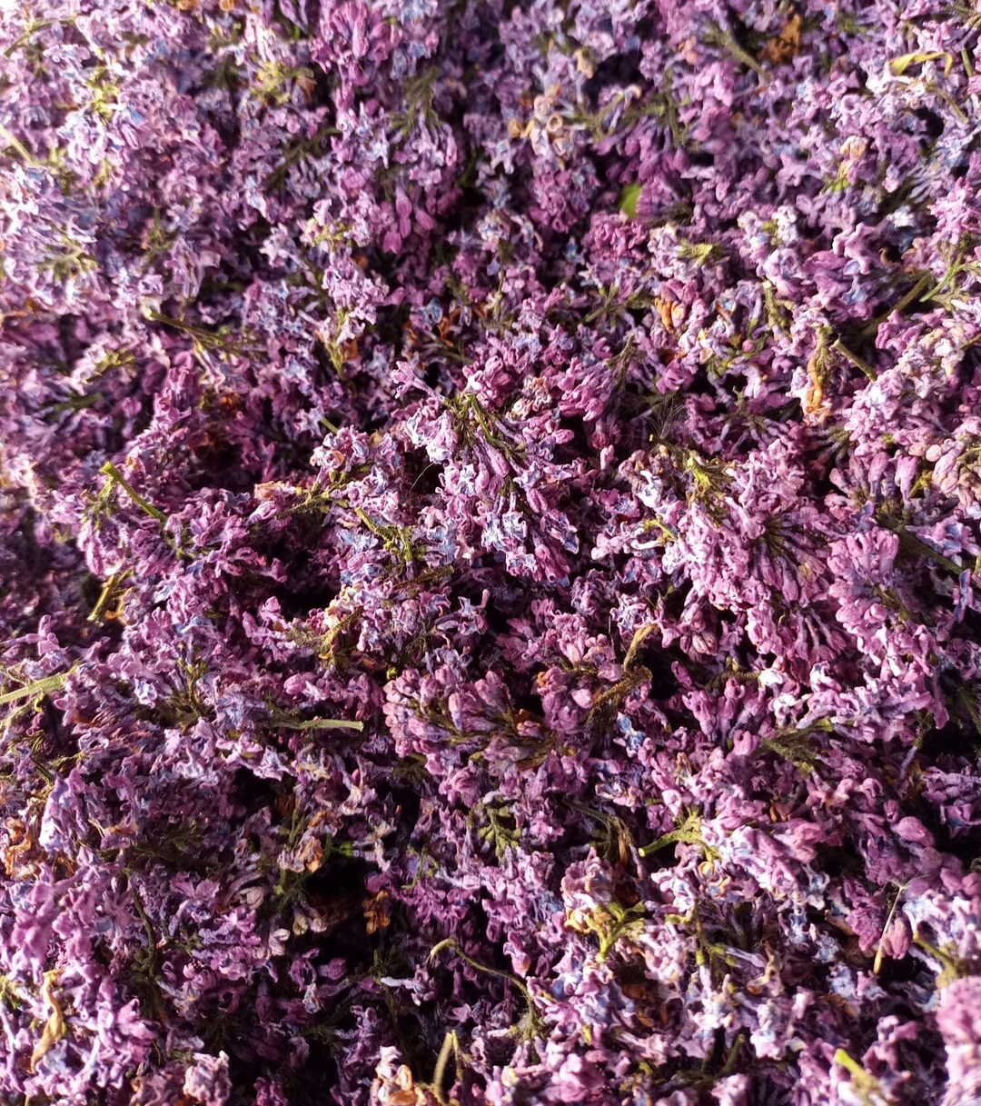 Organic Dried Lilac Flowers - Syringa Vulgaris - Hand Picked - LIMITED ...