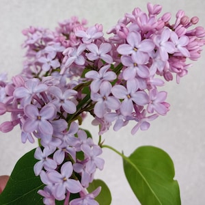 Organic Dried Lilac Flowers - Syringa Vulgaris - Hand Picked - LIMITED ...