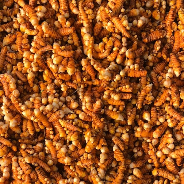 Tumeric - Etsy
