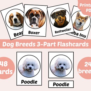 Dog Breed Animal Flashcard for Toddler Homeschool Printable Activity ...
