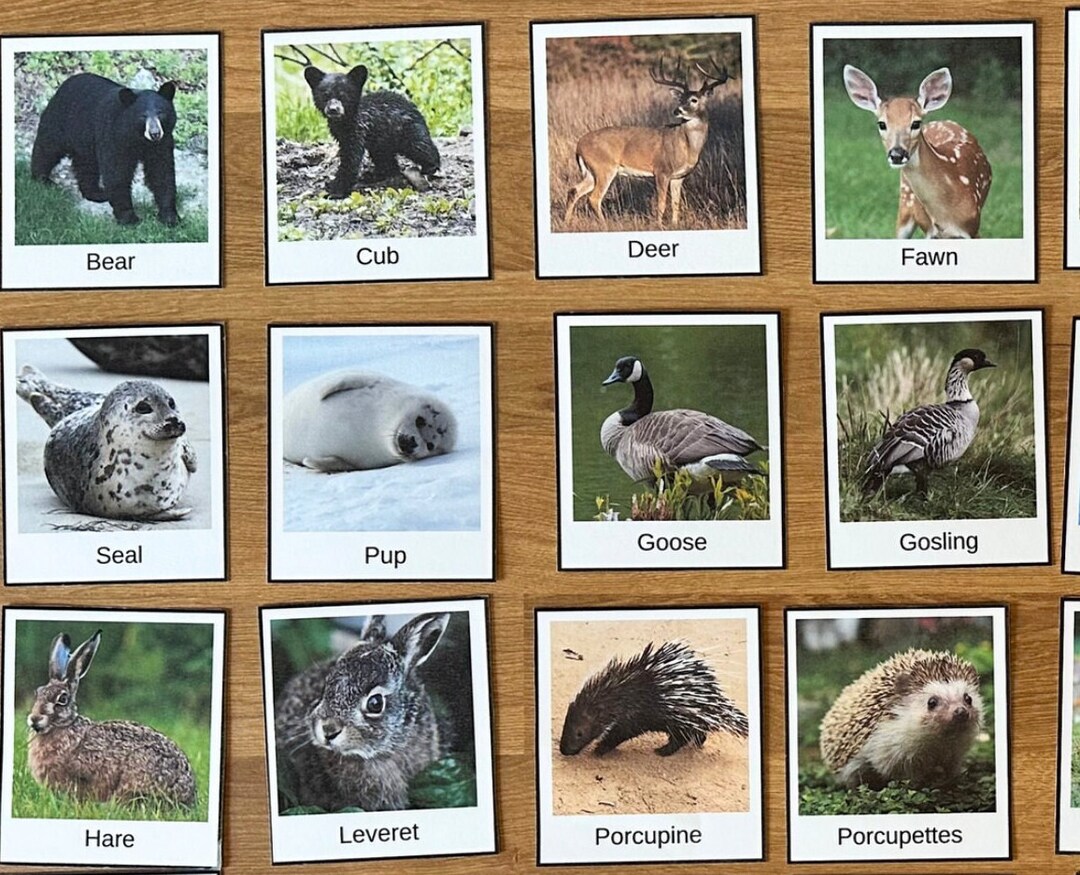 Animal Flashcard for Preschool Classroom Printable Matching - Etsy