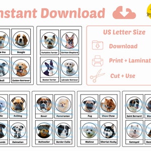 Dog Breed Animal Flashcard for Toddler Homeschool Printable Activity ...