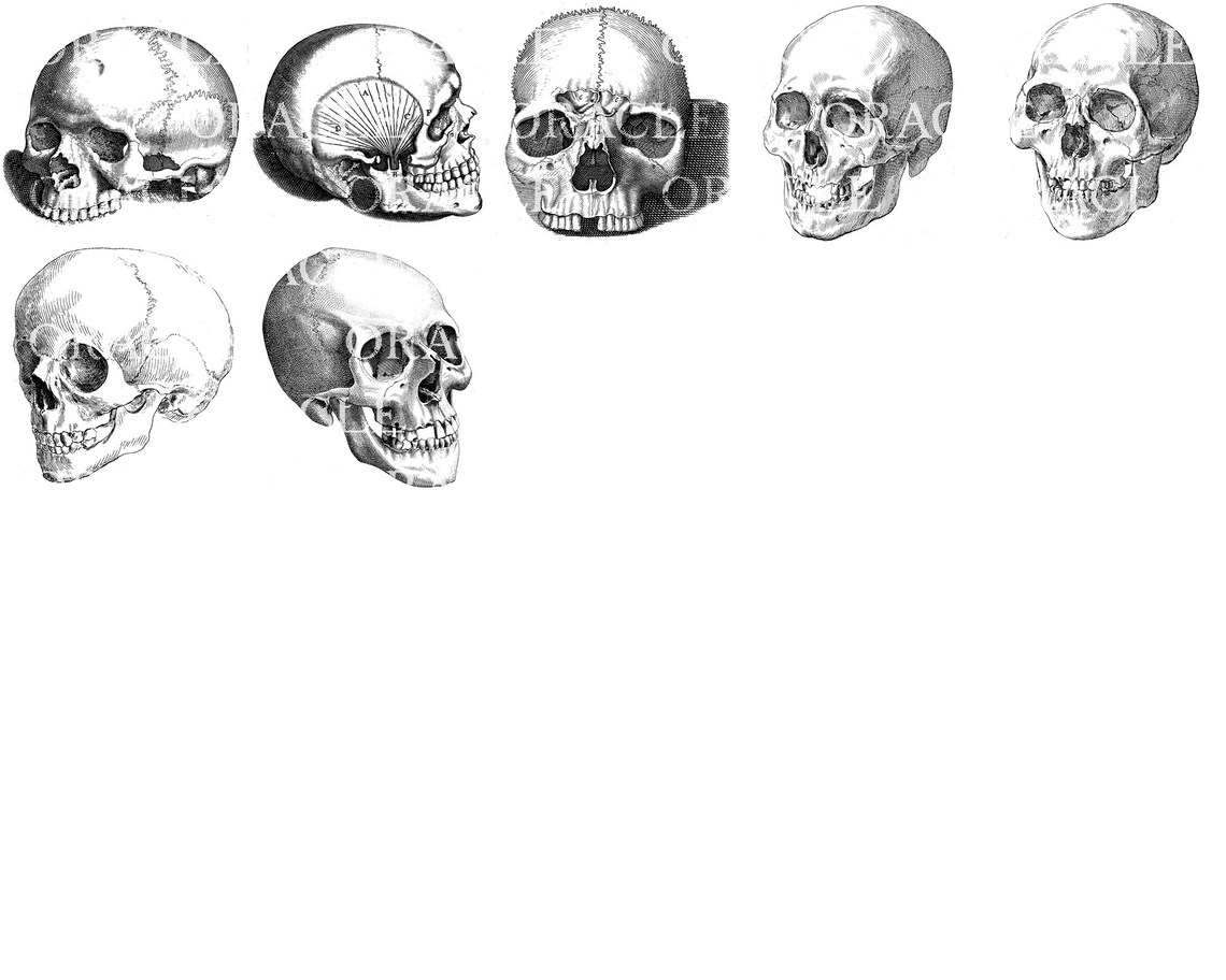 Human Skull Clip Art Vintage Illustration Digital - Etsy