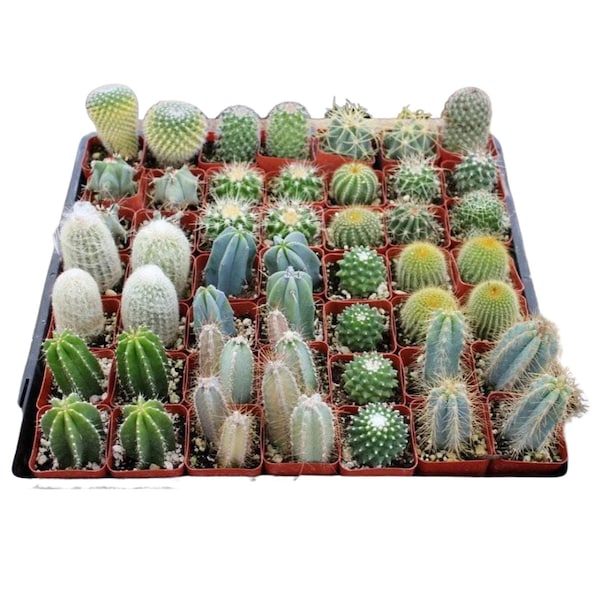 Cactus - Etsy