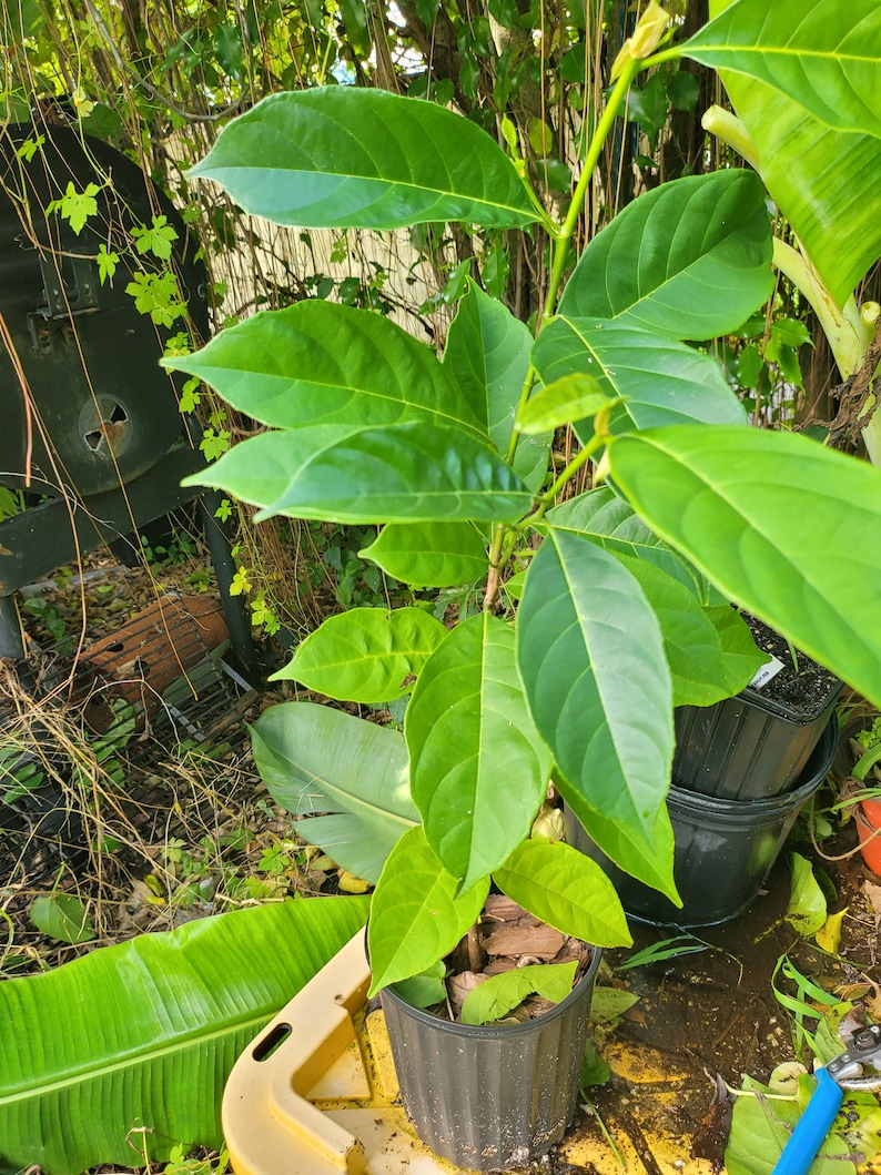 Jackfruit Trees Are Tropical Evergreens That Have a Dense Canopy and a ...