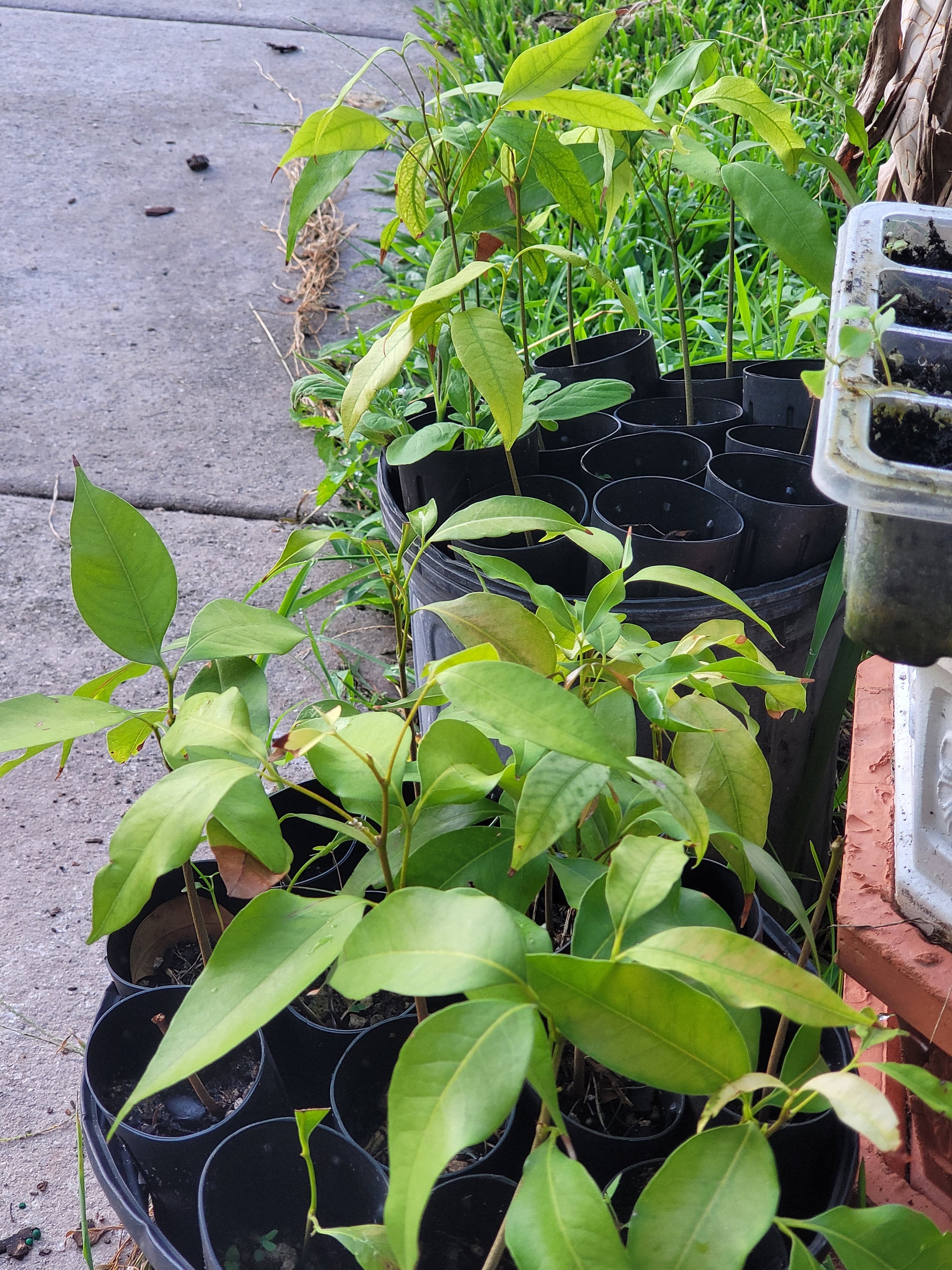 Lychee Plant (litchi Chinensis) Lychees Are a Good Source of ...