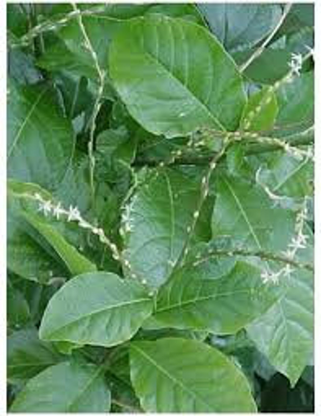 Guinea Hen Weed or Anamu Plant That is Commonly Found in Asia and ...