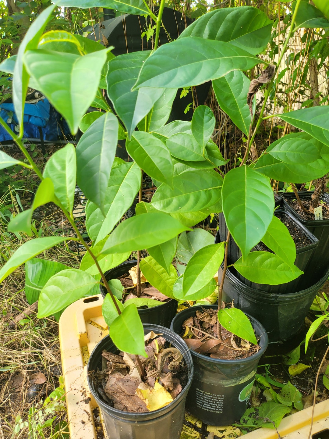 Jackfruit Trees Are Tropical Evergreens That Have a Dense Canopy and a ...