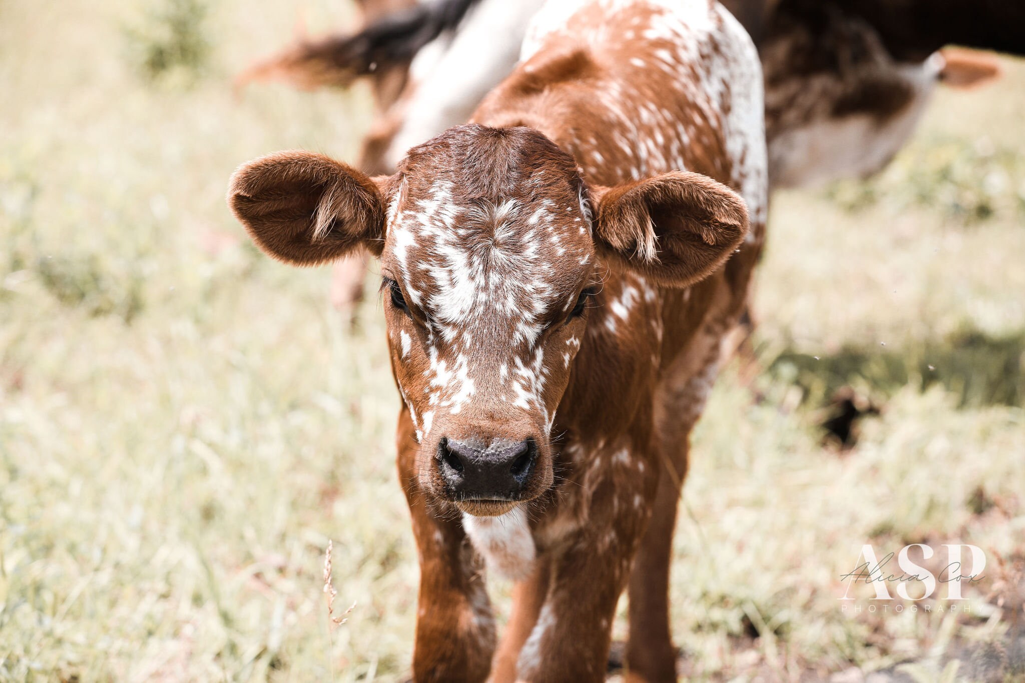 Calf Photo | Baby Longhorn Cattle | Spotted Calf - Etsy