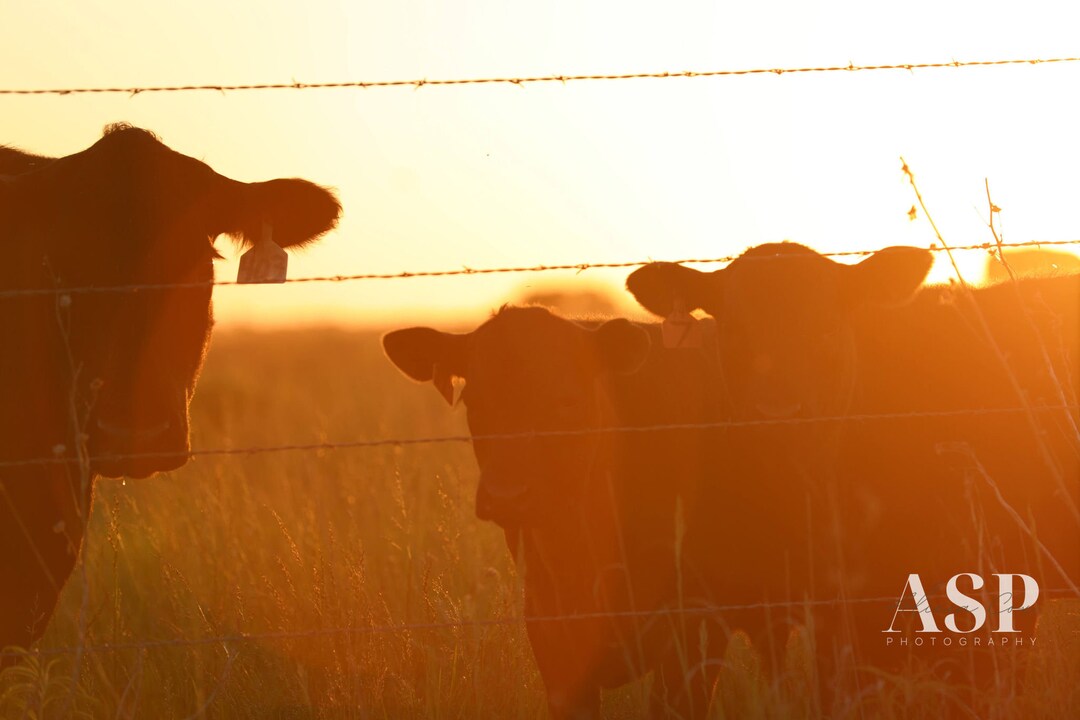 Cow Sunset | Cattle Photography | Angus | Cow Print - Etsy