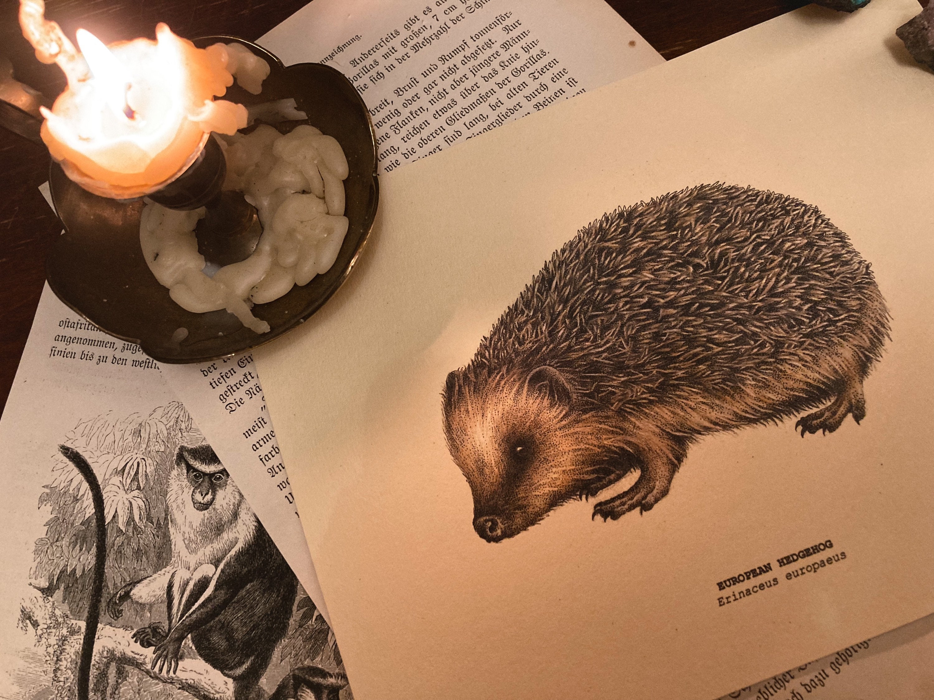 Colored Pencil European hedgehog *A5 Print* Drawing & Illustration etna ...