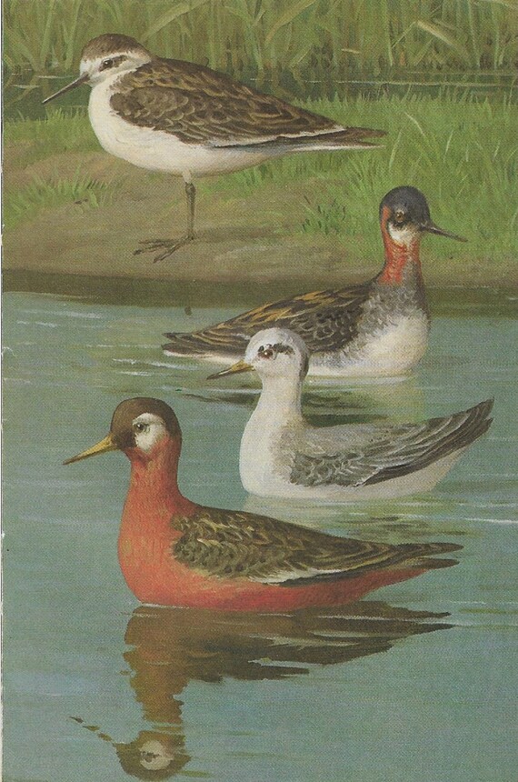 Art & Collectibles Vintage Ladybird Book Print ducks Ocean Golden and ...