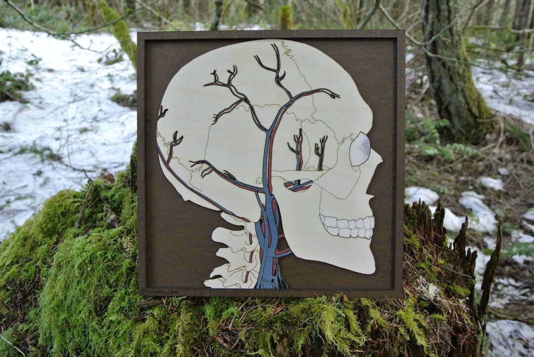 Wooden Biological Skull With Veins and Arteries Wall Art - Etsy