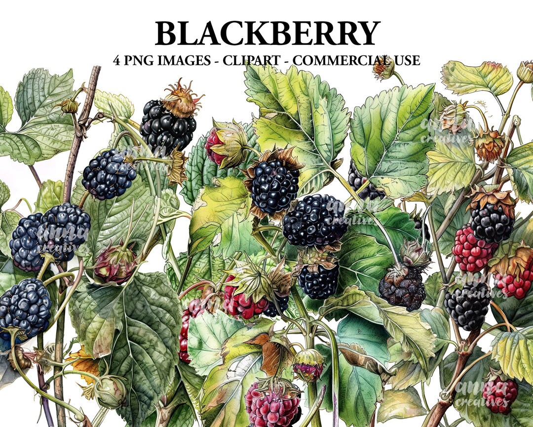 BLACKBERRY Clipart Fruit Graphics Clip Art PNG Digital - Etsy