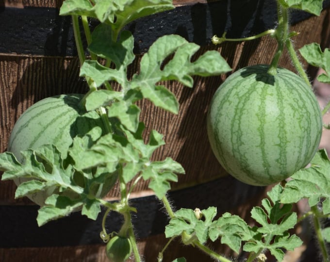 Sugar Baby Watermelon Get Heirloom and Organic Icebox Watermelon Plants ...
