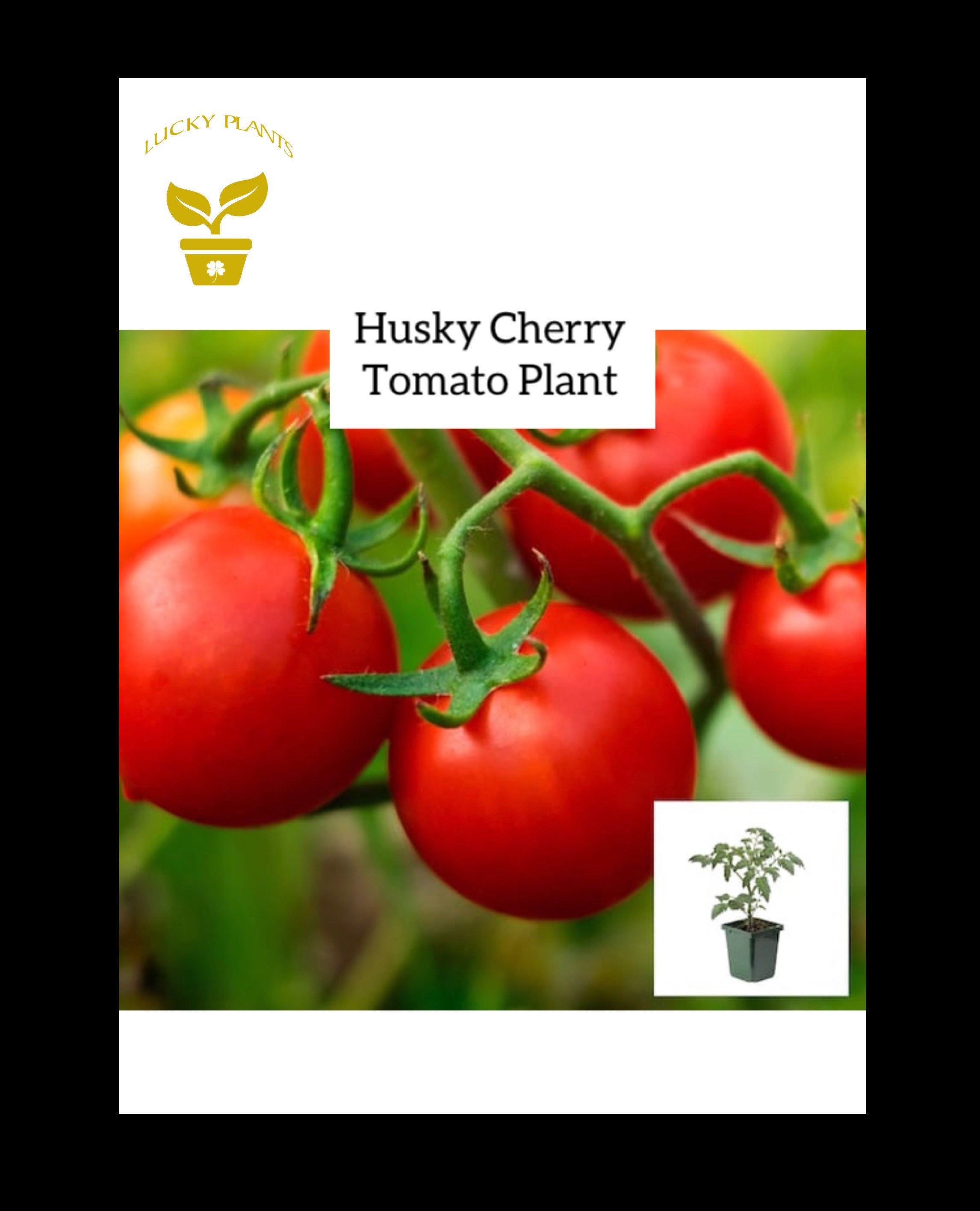 How To Grow Husky Cherry Red Tomatoes