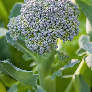 Broccoli Plants, Green Magic and Lieutenant Broccoli Plants Vegetable ...