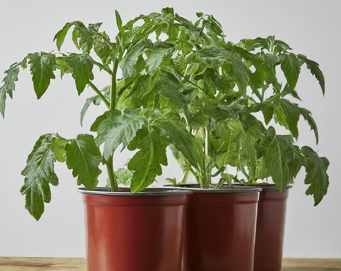 Two Live Plants Mountain Merit Tomato Plants 4 to 7 Inches Tall in 3.5 ...