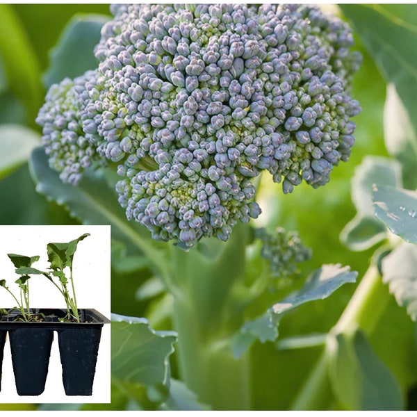 Vegetable Plants - Etsy