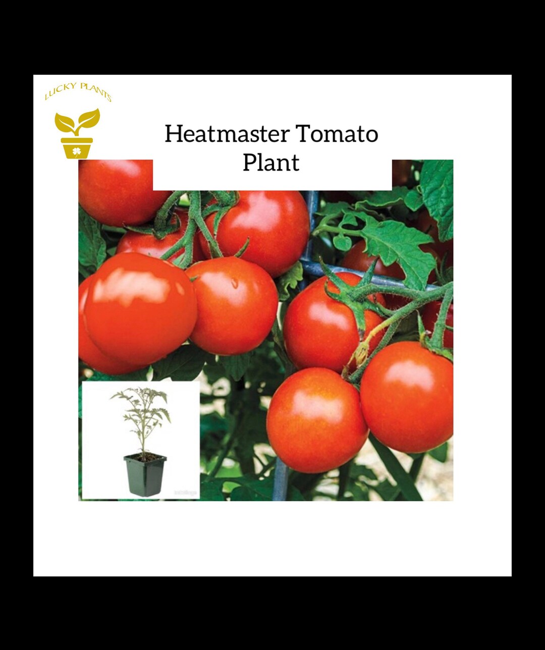 Heatmaster Tomato Plant Live 4-inch Potted Plant Heat-tolerant ...