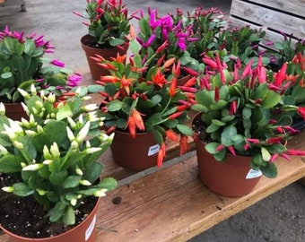 Christmas Cactus Live Plant - Etsy